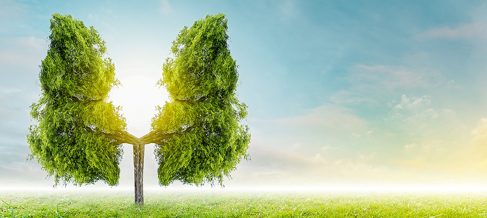 Značaj šuma za kvalitet života - Alfa Plam